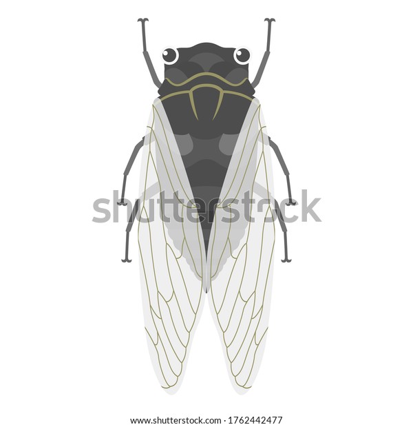 Overhead Illustration Insect Cicada Stock Vector (Royalty Free) 1762442477