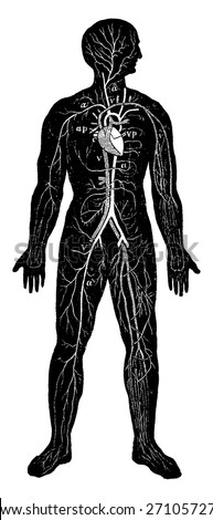 Circulatory System Drawing | Free download on ClipArtMag
