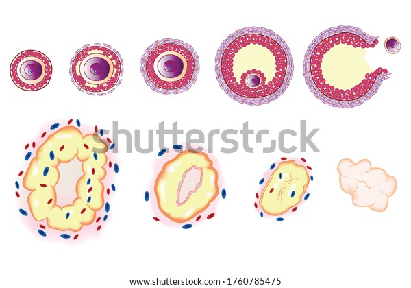 Ovulation Chart Female Menstrual Cycle Stock Vector (Royalty Free ...