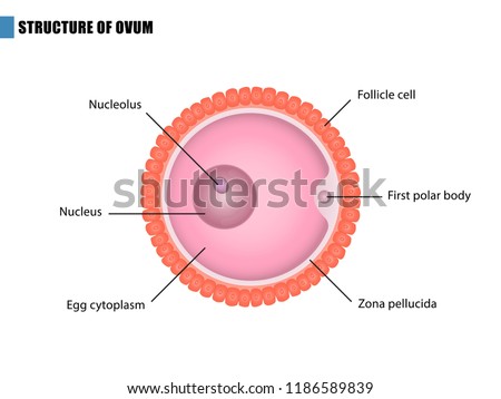 Ovum Structure Egg Cell Stock Vector (Royalty Free) 1186589839 ...