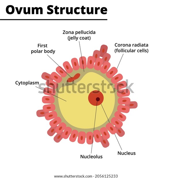 Structure Ovum. Morphologie de l'ovule. Illustration : image ...