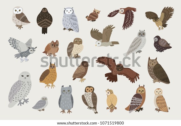 Owls Vector Hand Drawn Illustrations Set Stock Vector (Royalty Free ...