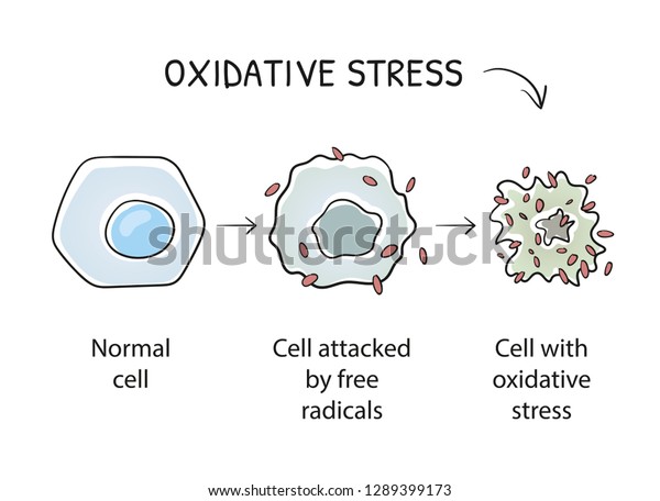 Oxidative Stress Cellular Aging Healthy Cell Stock Vector (Royalty Free ...
