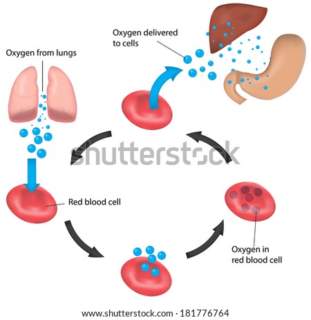 Oxygen Transport Cycle Diagram Stock Vector (Royalty Free) 181776764 ...