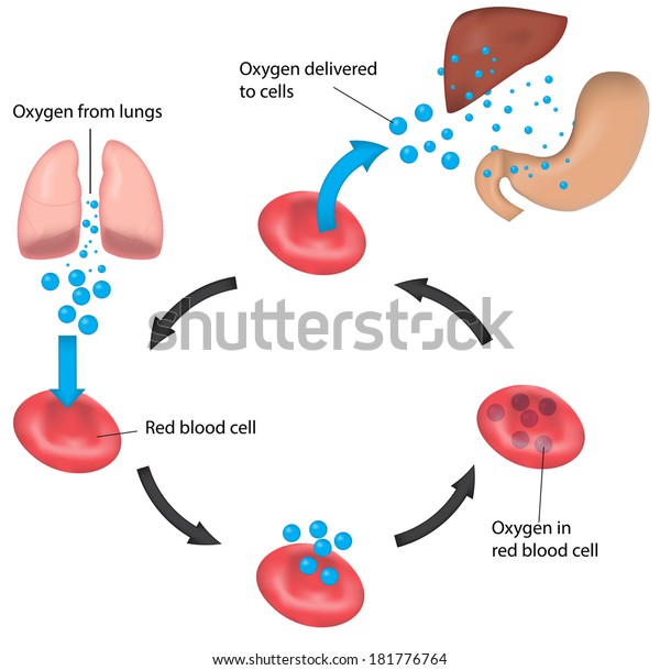 Stock vektor „Oxygen Transport Cycle Diagram“ (bez autorských poplatků ...