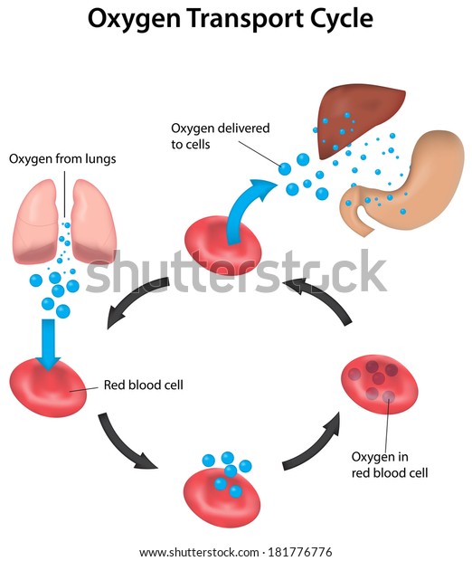 Oxygen Transport Cycle Diagram