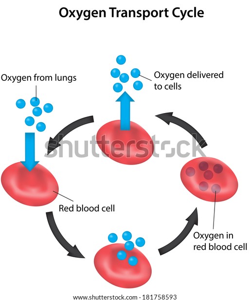 Vector de stock (libre de regalías) sobre Oxygen Transport Cycle ...