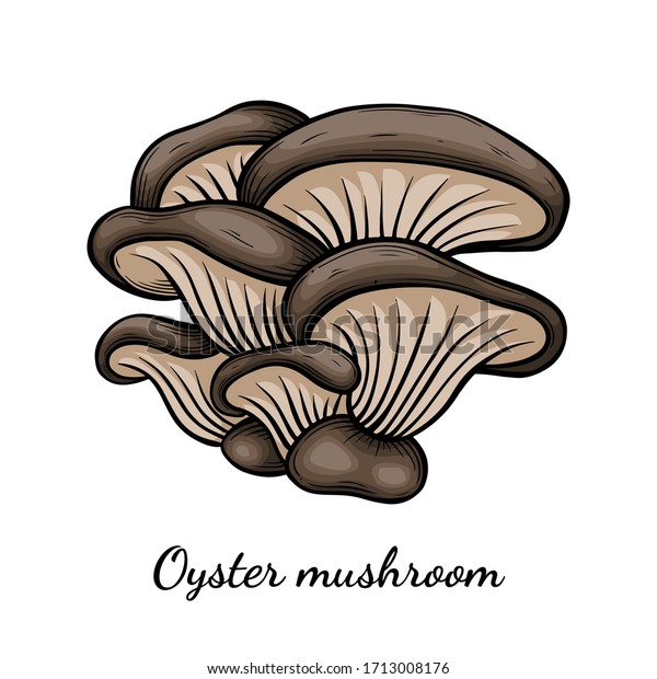 Oyster Mushroom Hand Drawn Vector Illustration Stock Vector (Royalty ...