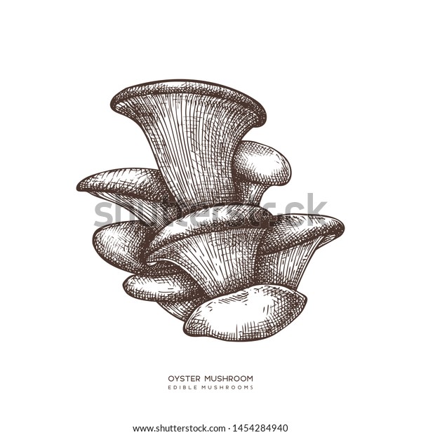 Oyster Mushroom Vector Illustration Hand Drawn Stock Vector (Royalty ...