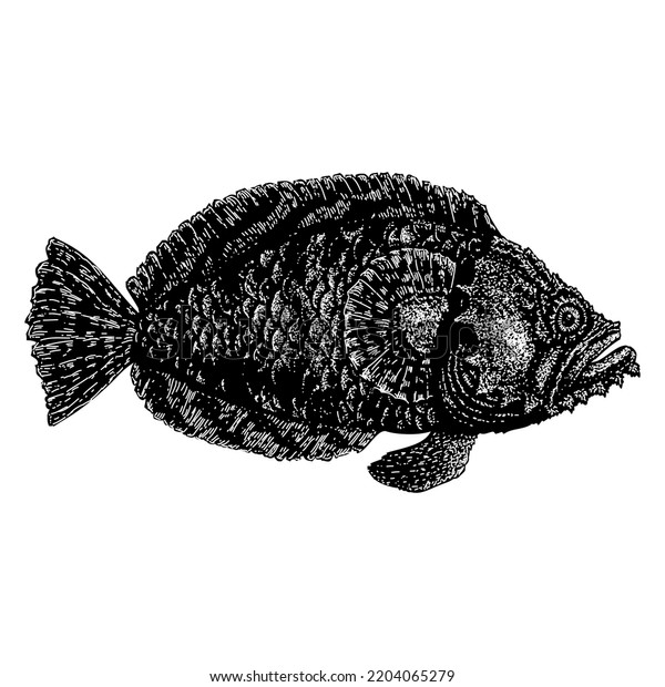 Oyster Toadfish Hand Drawing Vector Illustration Stock Vector (Royalty ...