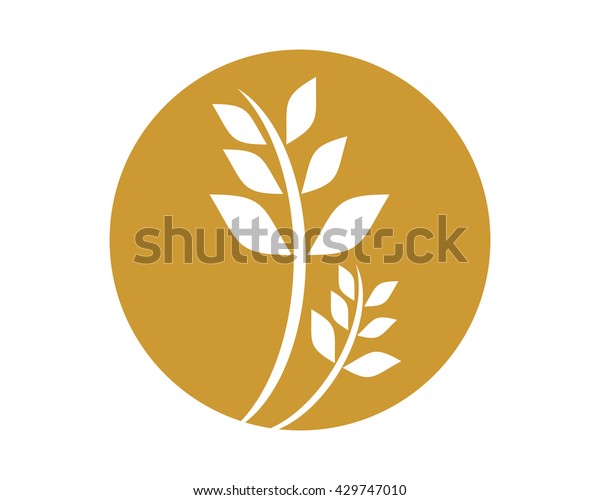 Paddy Herbal Leaves Leaf Plant Floral Stock Vector (Royalty Free) 429747010