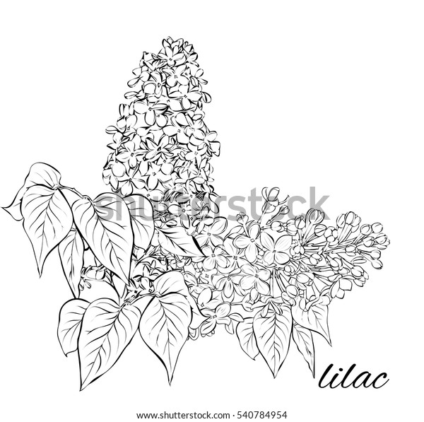 painted lilac. syringa drawing set isolated on white background. Vector ...