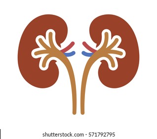 Pair Human Kidney Organs Ureters Flat Stock Vector (Royalty Free ...
