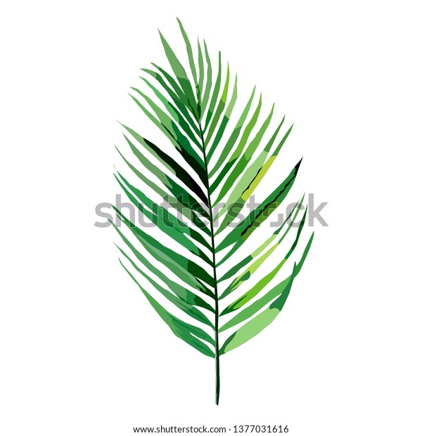 Palm Frond Vector Illustration On White Stock Vector (Royalty Free ...