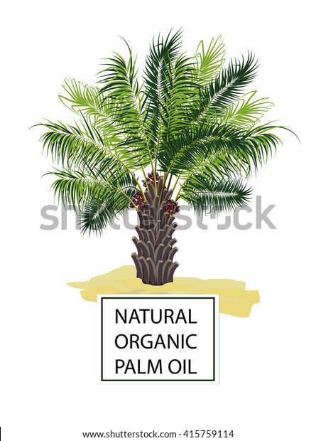 Palm Oil Tree On White Backgroundvector Stock Vector (Royalty Free ...