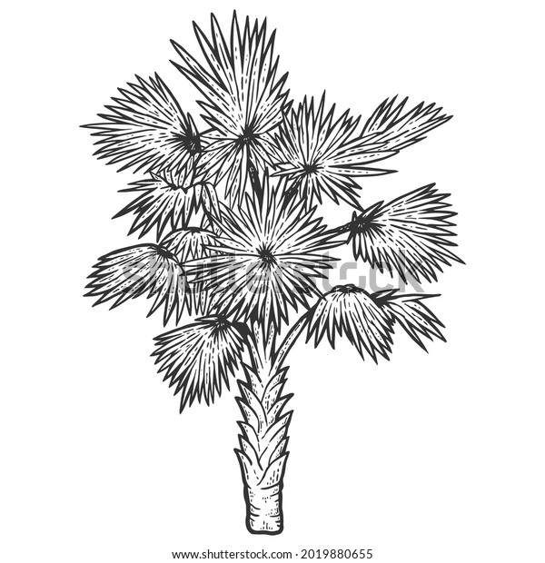 Palm Tree Sketch Scratch Board Imitation Stock Vector (Royalty Free ...