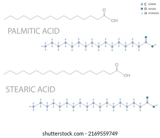Palmitic Acid Stearic Acid Molecular Skeletal: เวกเตอร์สต็อก (ปลอดค่า ...