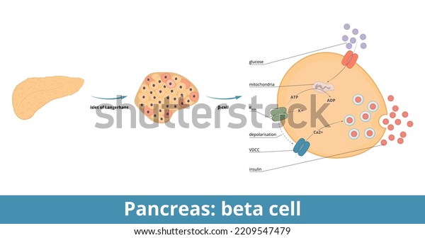 Pancreas Beta Cells Type Cell Found: เวกเตอร์สต็อก (ปลอดค่าลิขสิทธิ์ ...