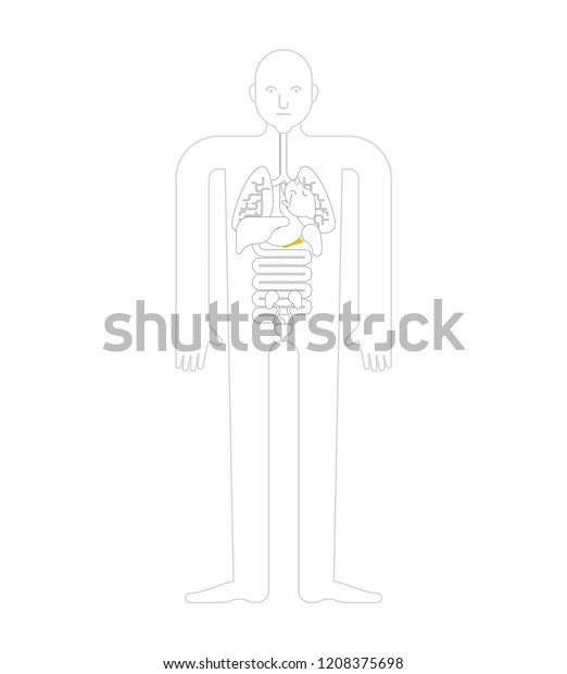 Pancreas Human Anatomy Internal Organs Systems Stock Vector (Royalty ...