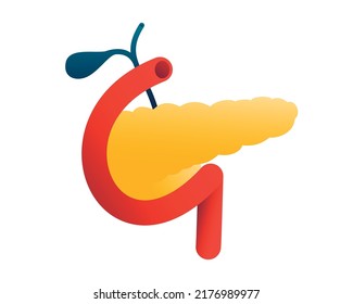 Pancreas Isolated On White Background Organs Stock Vector (Royalty Free ...