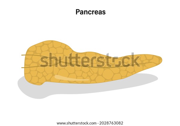 Pancreas On White Background Vector Digestive Stock Vector (Royalty ...