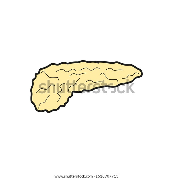 Pancreas Shaped Anatomical Vector Icon Stock Vector (Royalty Free ...