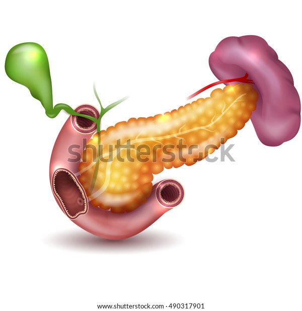 Pancreas Surrounding Organs Gallbladder Small Intestine Stock Vector ...