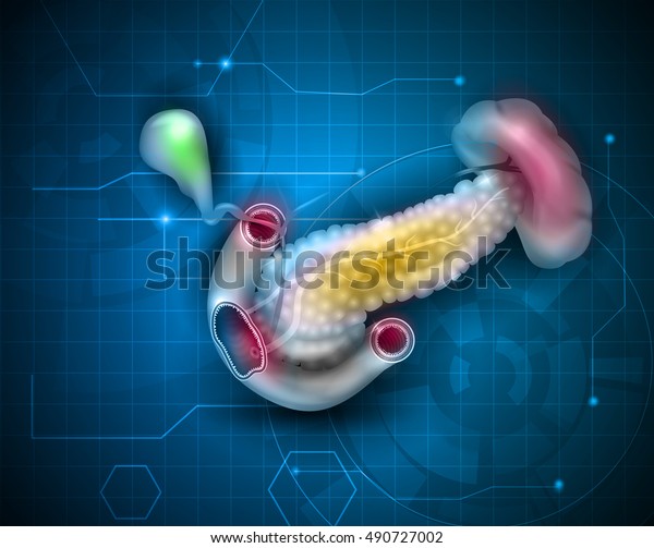 Pancreas Surrounding Organs Gallbladder Small Intestine Stock Vector ...