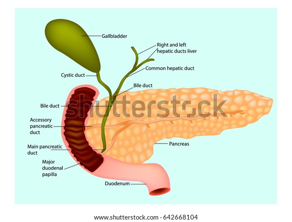 Pancreas Surrounding Vessels Organs Gallbladder Duodenum: เวกเตอร์สต็อก ...