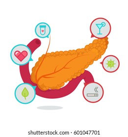 Pancreas Vector Illustration Stock Vector (Royalty Free) 601047701 ...