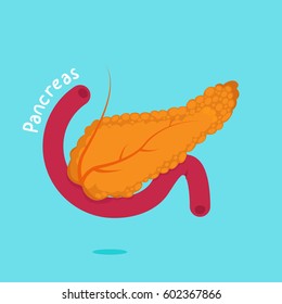 Pancreas Vector Illustration Stock Vector (Royalty Free) 601047770 ...