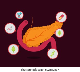Pancreas Vector Illustration Stock Vector (Royalty Free) 602582837
