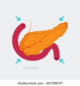 Pancreas Vector Illustration Stock Vector (Royalty Free) 607598747 ...