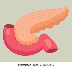 Pancreas Vector Illustration Isolated On Soft Stock Vector (Royalty ...