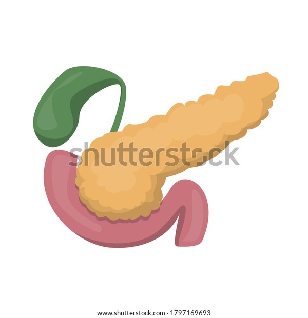 Vector de páncreas aislado. Órgano interno: vector de stock (libre de ...