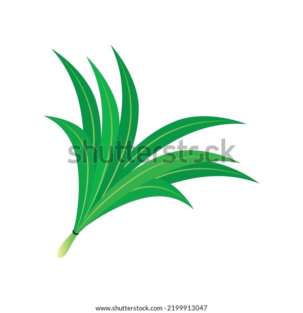 Pandan Leaf Illustration Icon Template Stock Vector (Royalty Free ...