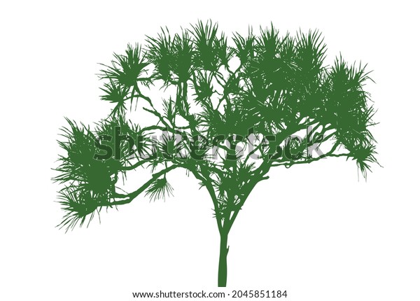 417 Pandanus Stock Vectors, Images & Vector Art | Shutterstock