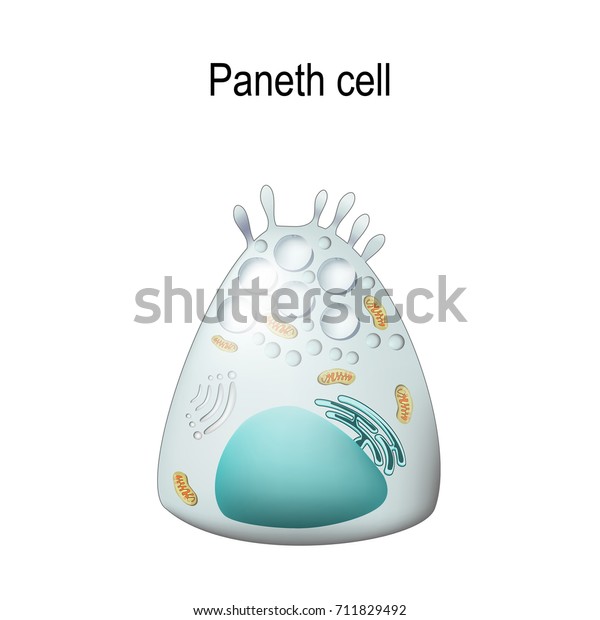 Paneth Cell Epithelium Cells Small Intestine Stock Vector (Royalty Free ...