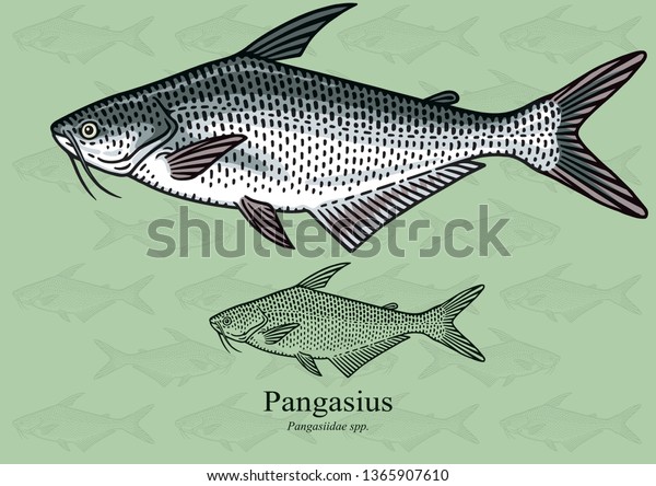 Pangasius fish : 8 937 images, photos et images vectorielles de stock ...