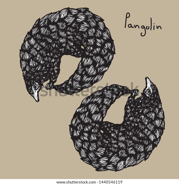 Pangolin S Couple Hand Draw On Stock Vector (Royalty Free) 1440546119 ...