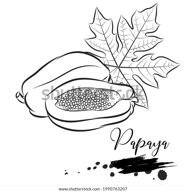 Papaya Line Art Vector Illustration Stock Vector (Royalty Free ...