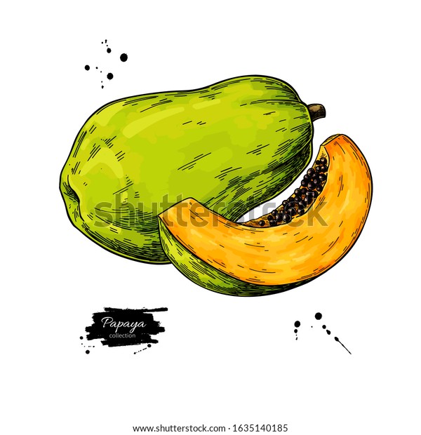 Papaya Vector Drawing Hand Drawn Tropical: เวกเตอร์สต็อก (ปลอดค่า ...