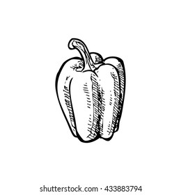 Paprika drawing : 17 067 images, photos et images vectorielles de stock ...