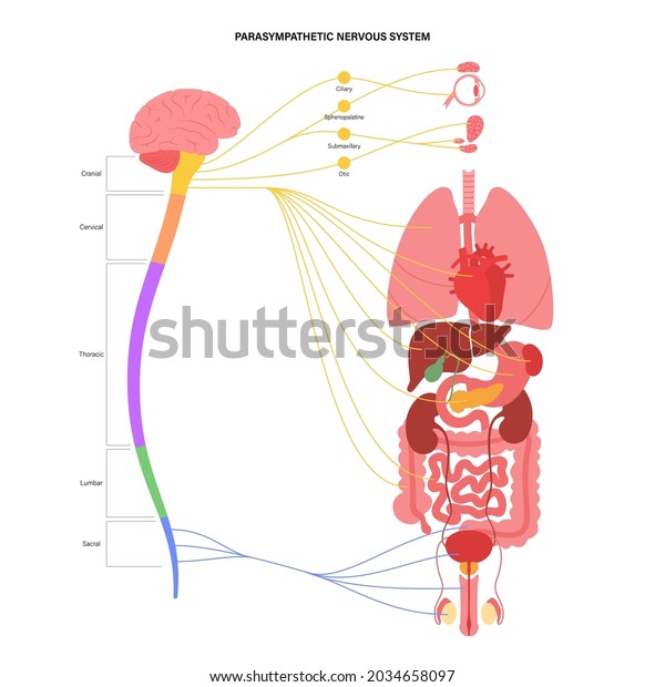 Parasympathetic Nervous System Diagram Brain Nerves: เวกเตอร์สต็อก ...