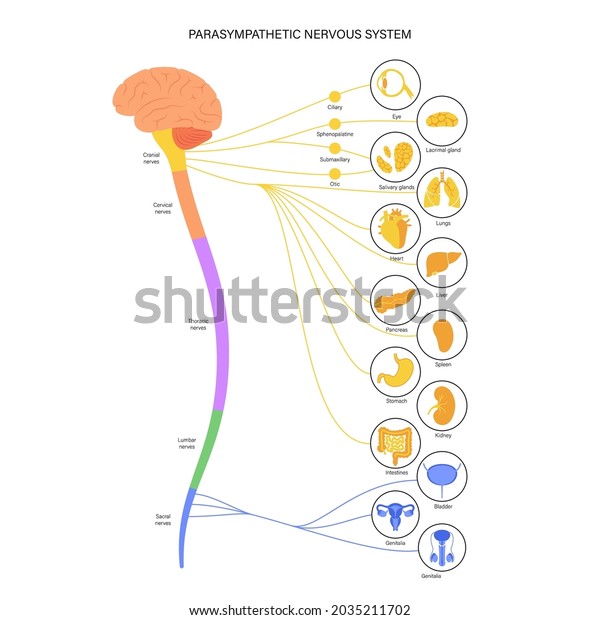 Parasympathetic Nervous System Diagram Brain Nerves Stock Vector ...