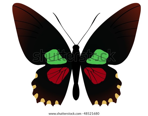Parides Aeneas Bolivar Butterfly Stock Vector (Royalty Free) 48521680 ...