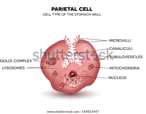 Parietal Cell Stomach Wall Beautiful Colorful Stock Vector (Royalty ...