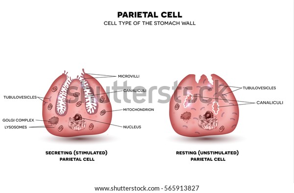 Vektor Stok Parietal Cell Stomach Wall Located Gastric (Tanpa Royalti ...