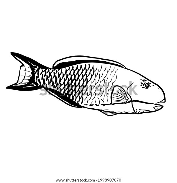 Parrot-Fish 벡터 손 그리기 그림(흰색 배경에 스톡 벡터(로열티 프리) 1998907070 | Shutterstock
