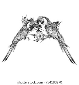 Parrots Love Sketch Vector Graphics Monochrome Stock Vector (Royalty ...